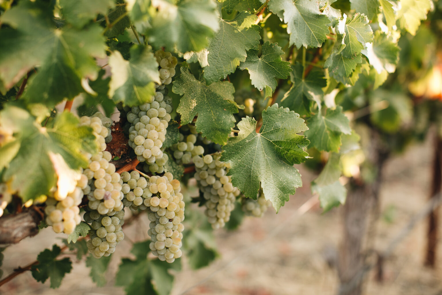 Harvest in Napa: How Brix Levels Guide Winemakers | ONEHOPE - ONEHOPE Blog